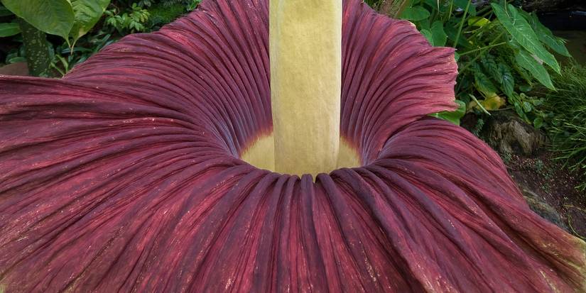 Learn About the Strange Allure of the Flower That Smells Like Death