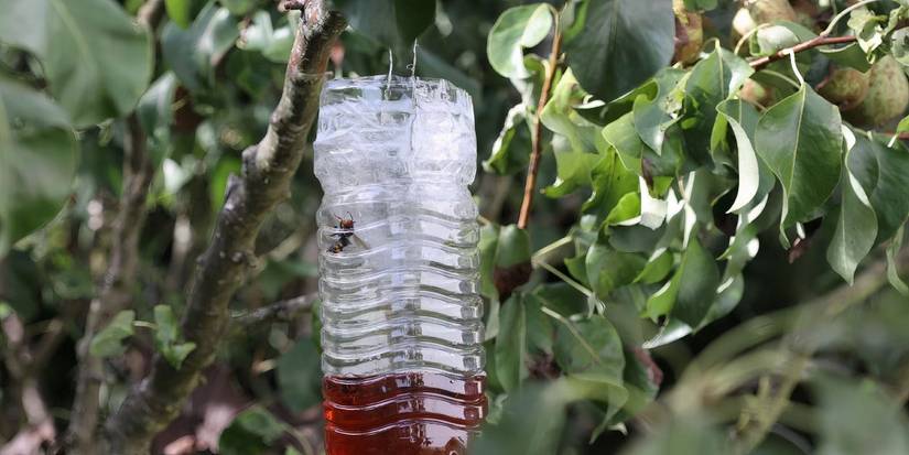 Trap and Tackle: 7 Expert Methods for Controlling Garden Pests