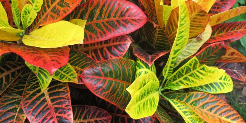Design an Indoor Plant Display For Thanksgiving