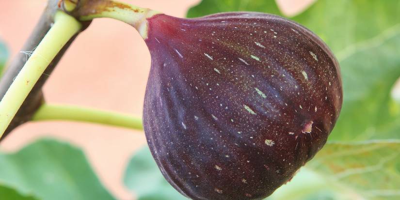 Flowers and Plants Named After the Thanksgiving Turkey