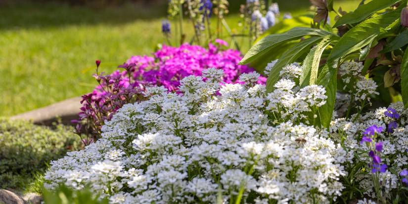 Plant These Flowers in Fall For a Glorious Spring Garden