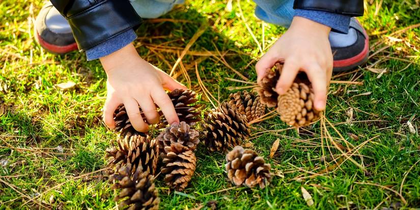 How to Clean a Pine Cone For Crafts