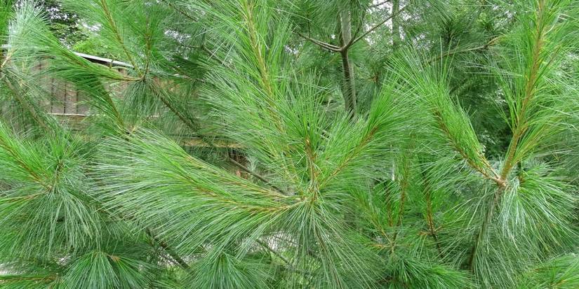 Top Trees That Cause Spring Lawn Litter and How to Manage It