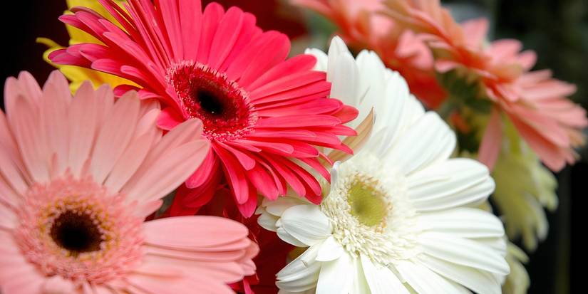 Grow The Pretty Gerbera Flower Indoors and Out