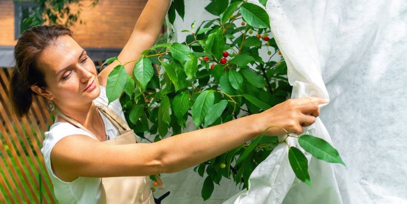 Create a Year-Round Fruit Garden: A Complete Design Guide