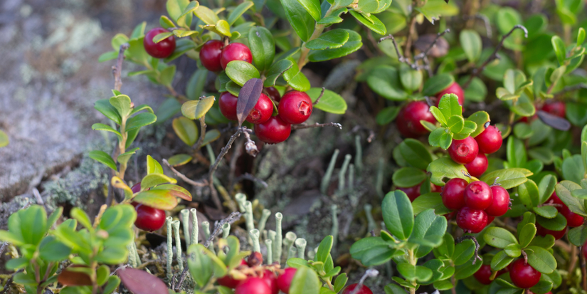 6 Beautiful Berry Bushes to Feature in Your Christmas Decorations