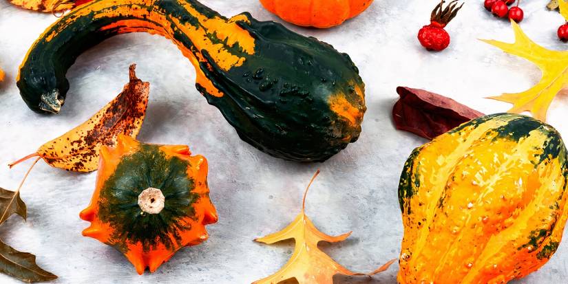 Ornamental Gourds: A Complete Guide For Beginners