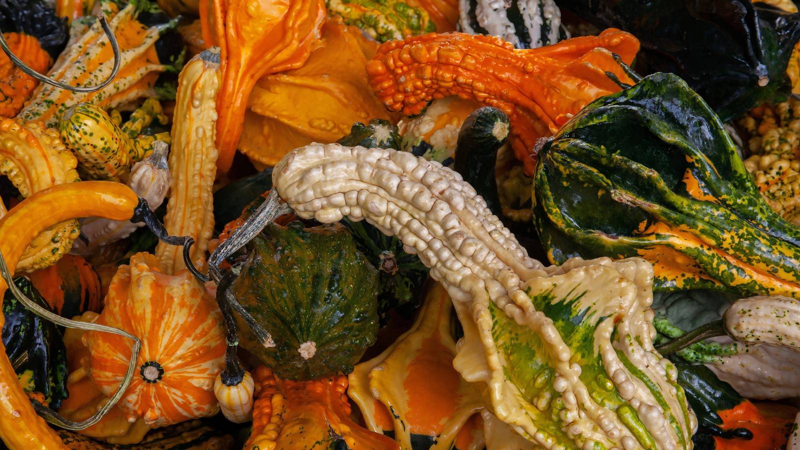 Ornamental Gourds: A Complete Guide For Beginners