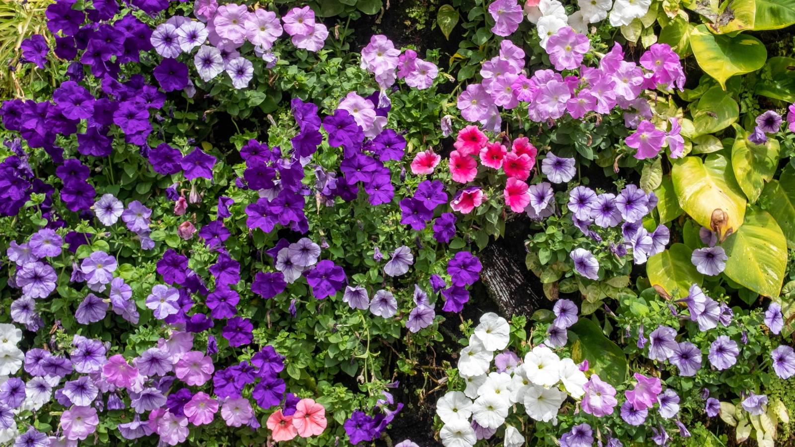 Must-Have Flowering Plants for Breathtaking Living Walls