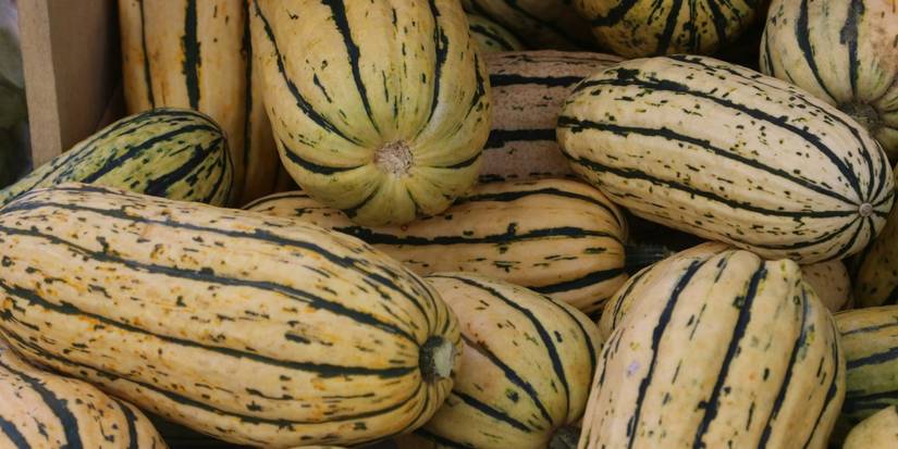 The Types of Squash You Cook With Matter!
