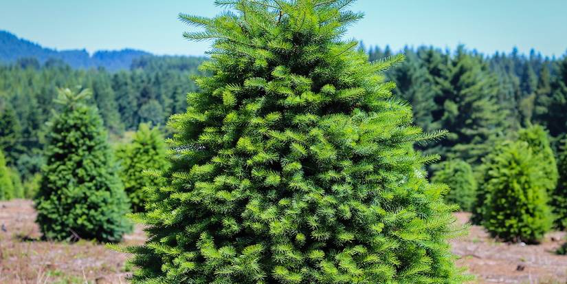 10 Most Popular Christmas Trees