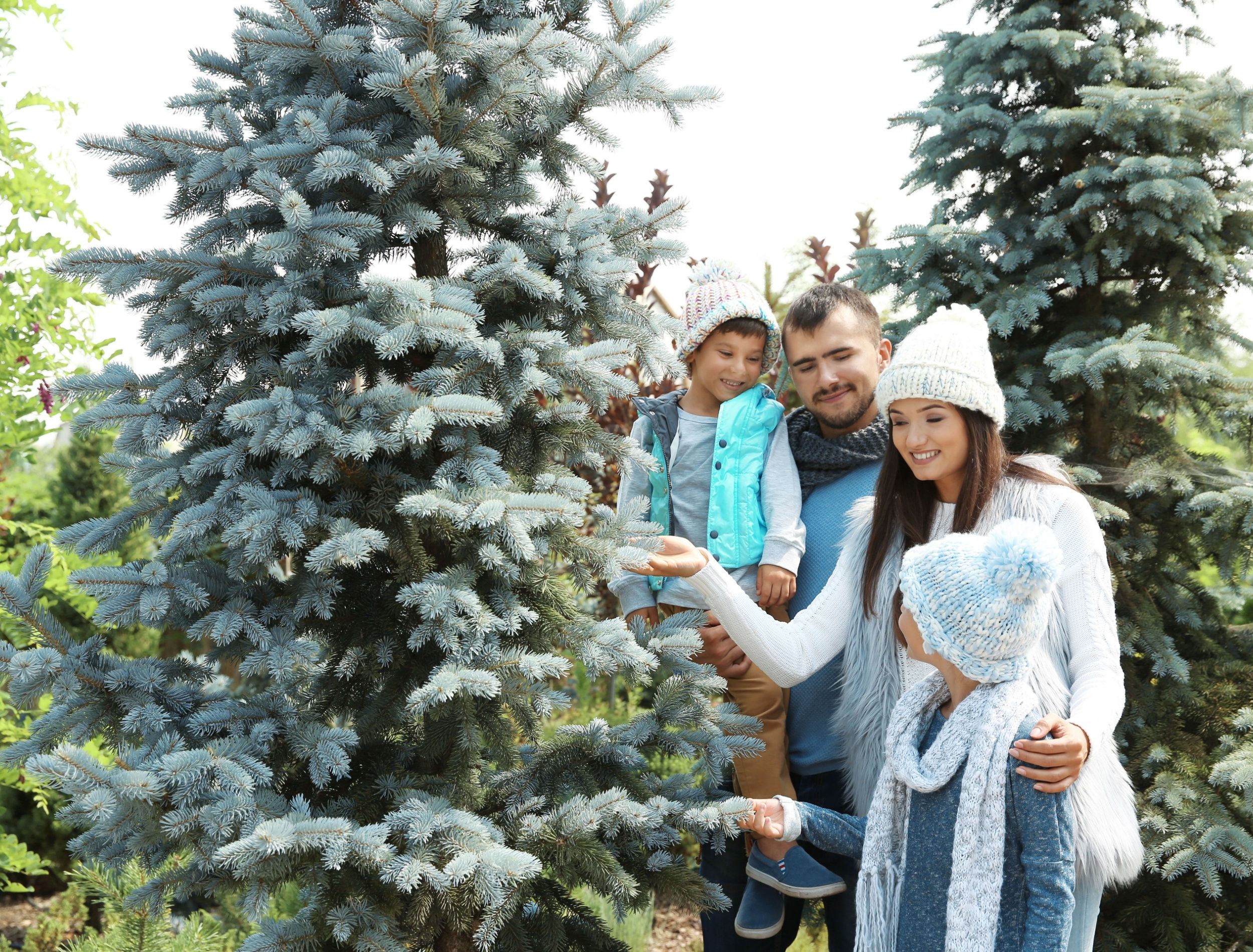 Most Common Christmas Tree 2024's Most Popular Christmas Trees: Top 7