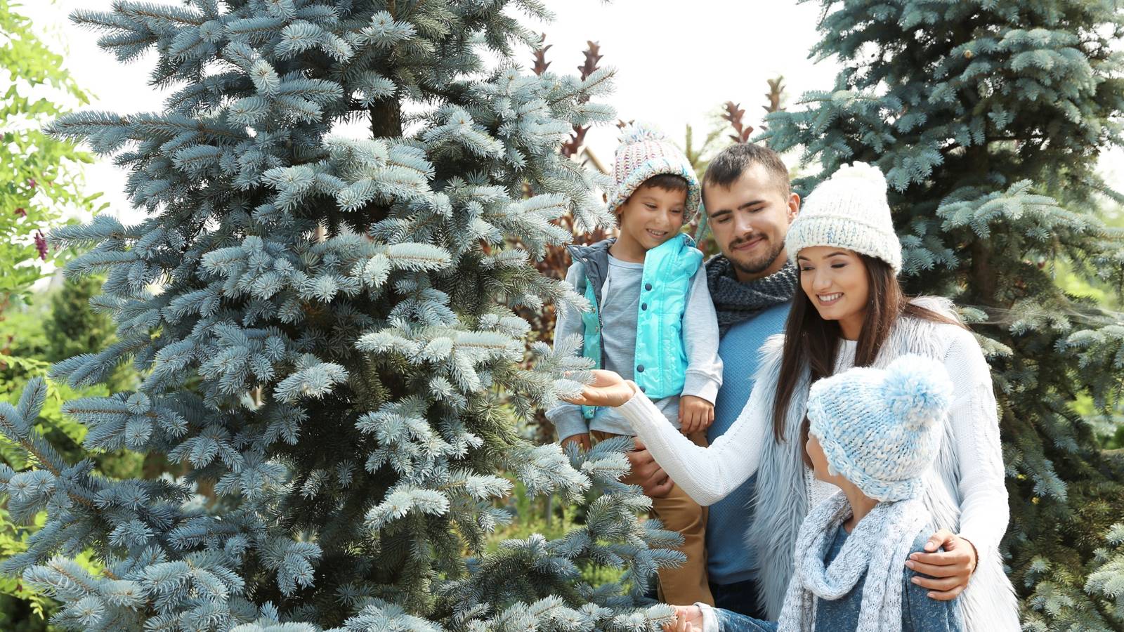 10 Most Popular Christmas Trees