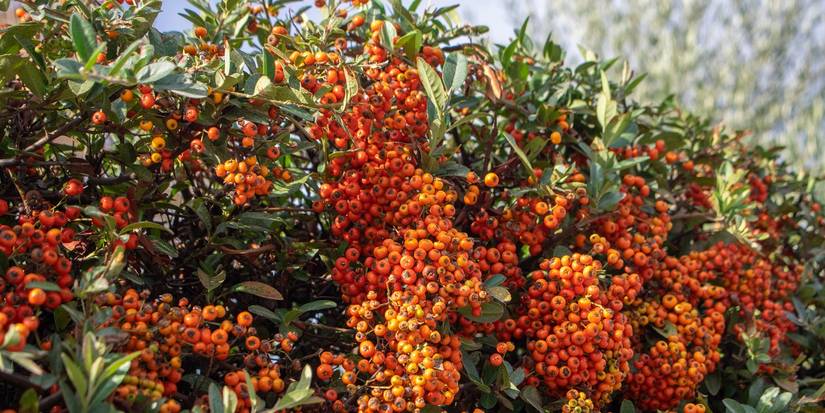 Plant These Shrubs in Late Fall