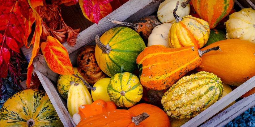 Ornamental Gourds: A Complete Guide For Beginners