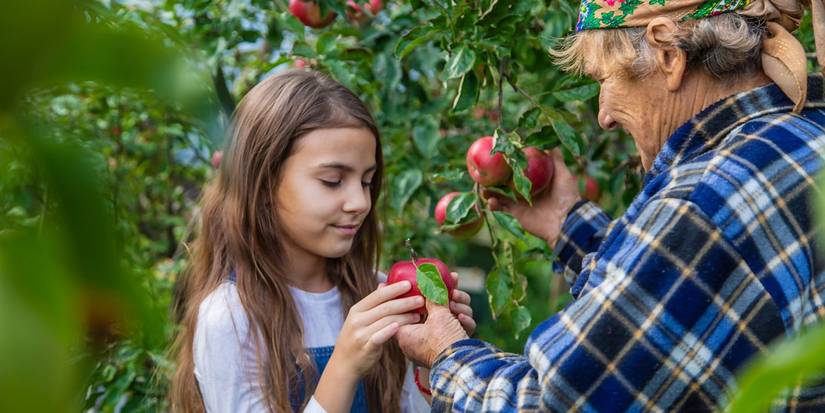 Red Apple Day Magic: Taste 5 Incredible Apples Worth Celebrating