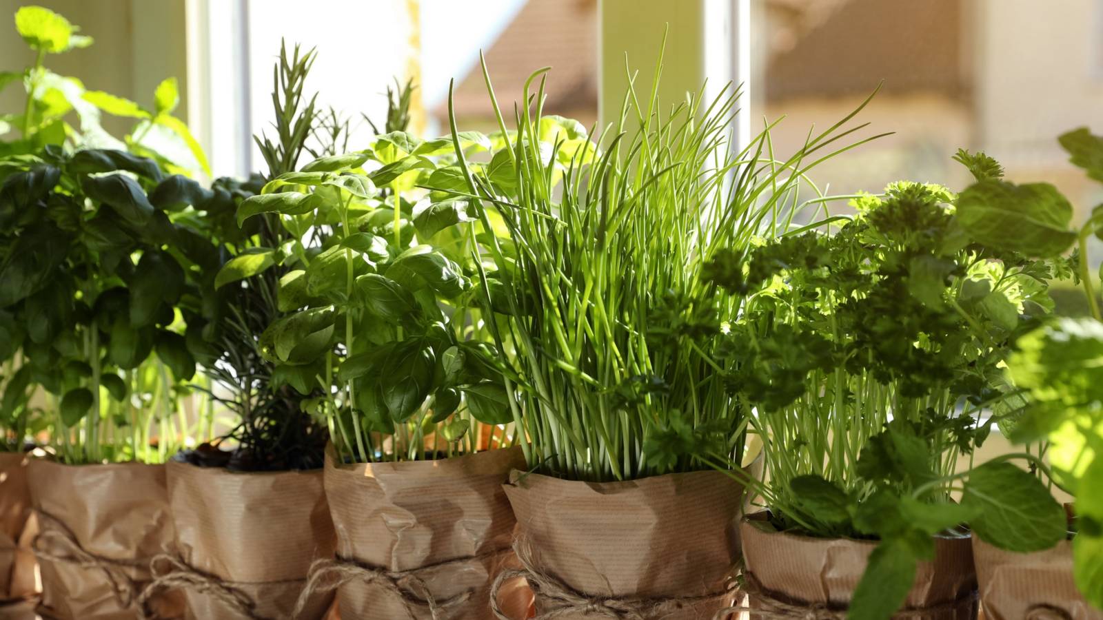 Effortless Kitchen Gardening: 5 Herbs You Can Grow Without the Mess