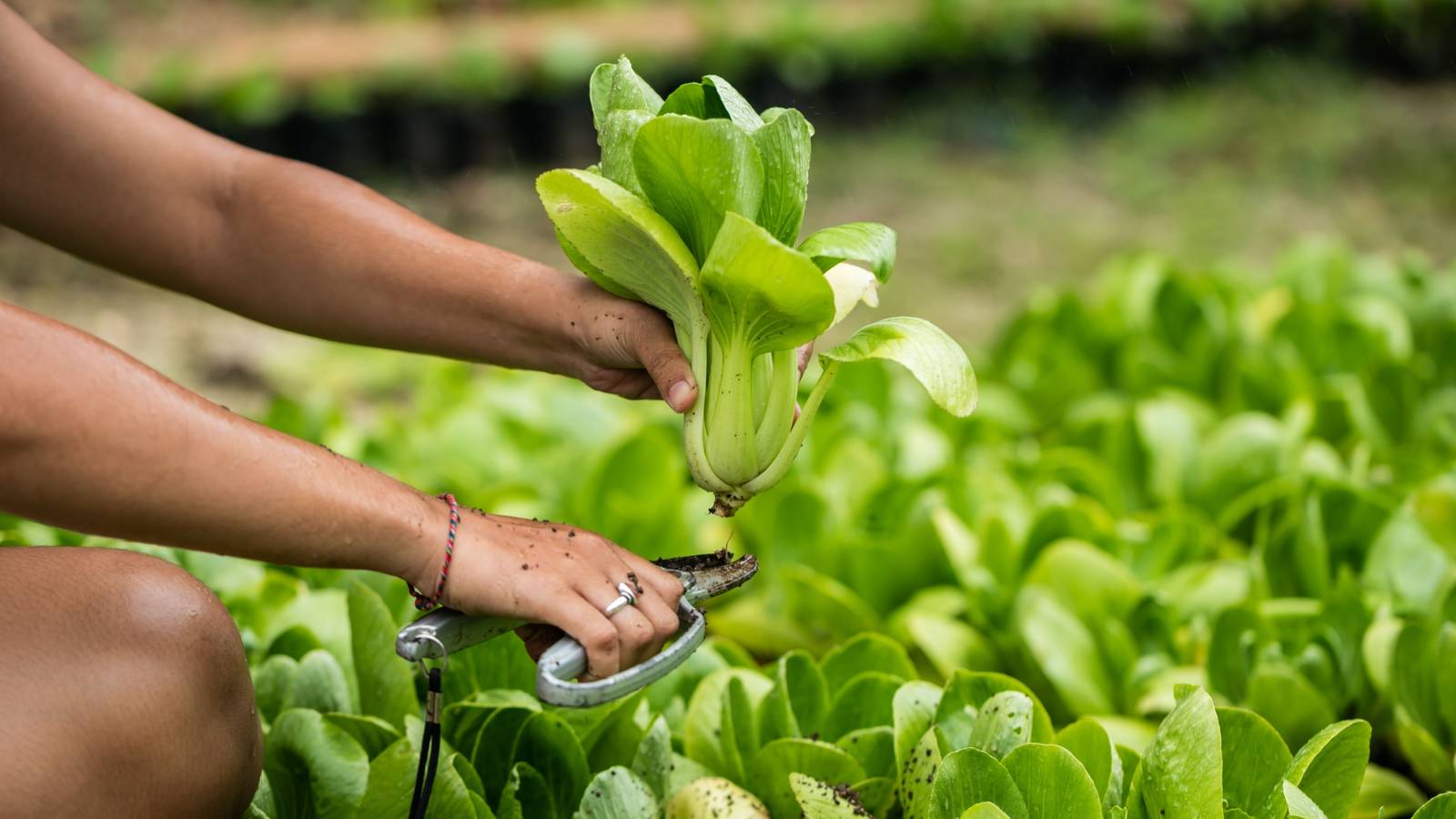 Add 5 Fast Growing Plants To Your Fall Garden