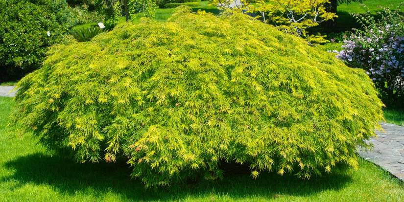 Maple Trees Have Brilliant Fall Colors For Your Backyard