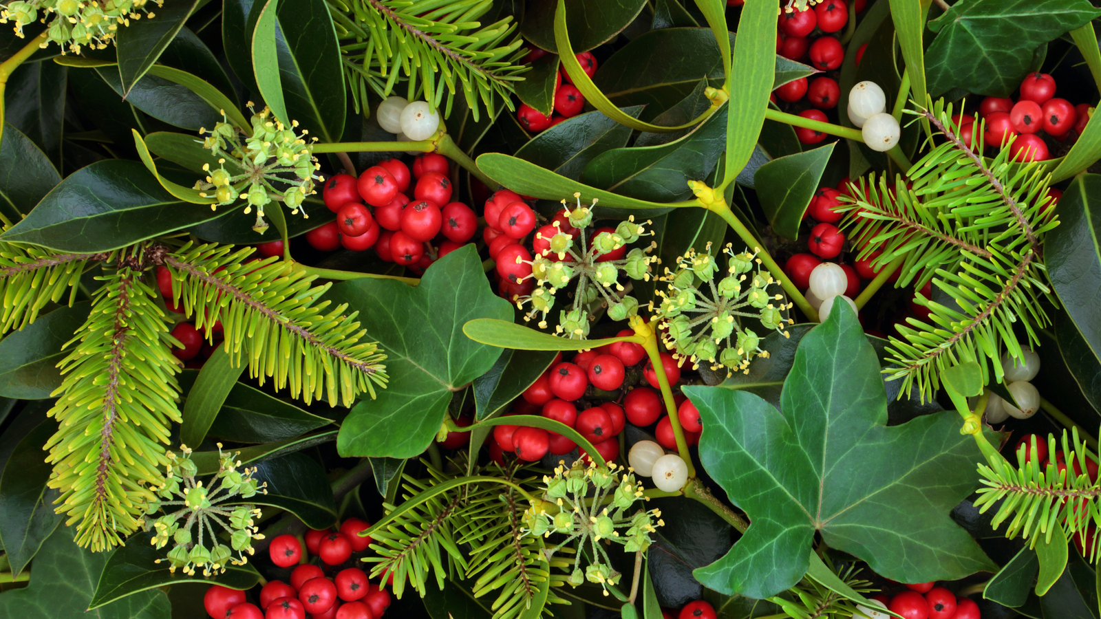 Mistletoe: A Festive Tradition with a Toxic Twist