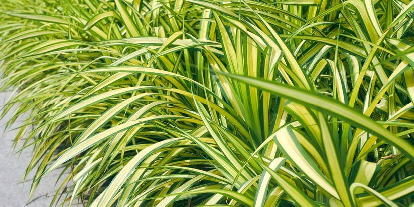 Transform Your Space with 5 Serene Plants for Your Zen Garden