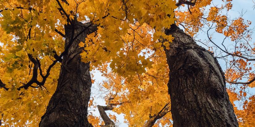 Maple Trees Have Brilliant Fall Colors For Your Backyard