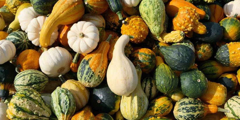 Ornamental Gourds: A Complete Guide For Beginners