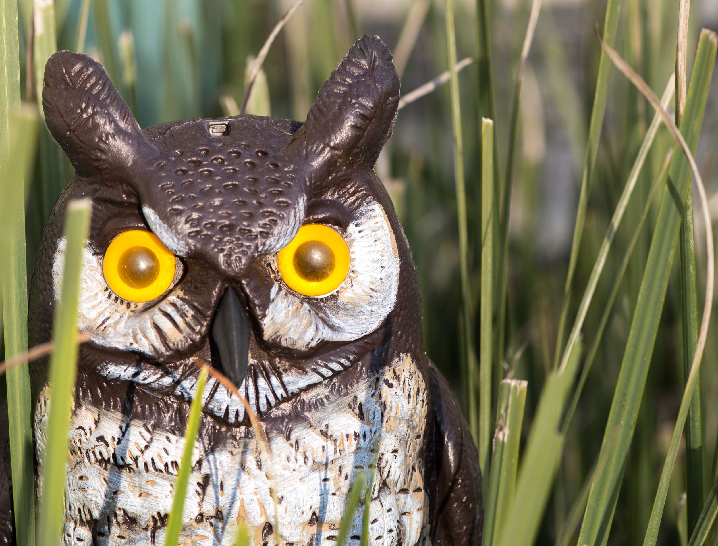 The Rise of Predator Decoys in Pest Management