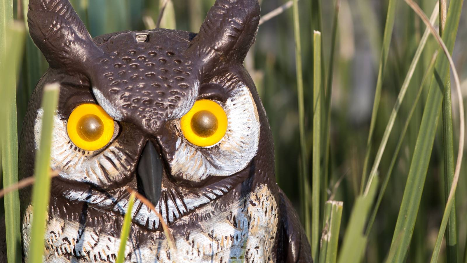 The Rise of Predator Decoys in Pest Management