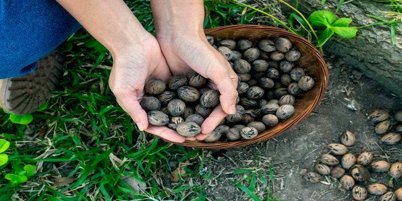 Enjoy Your Nuts Without the Struggle