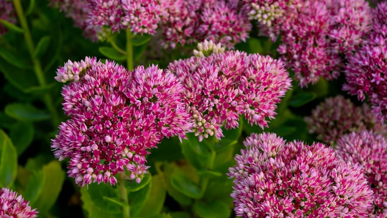 Low Maintenance Plants: 5 Easy Picks for Gardening Newbies