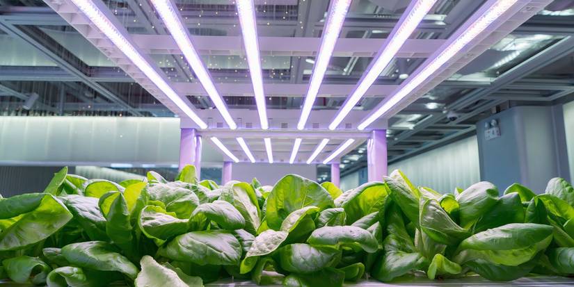How Does Artificial Sunlight Work For Plants?