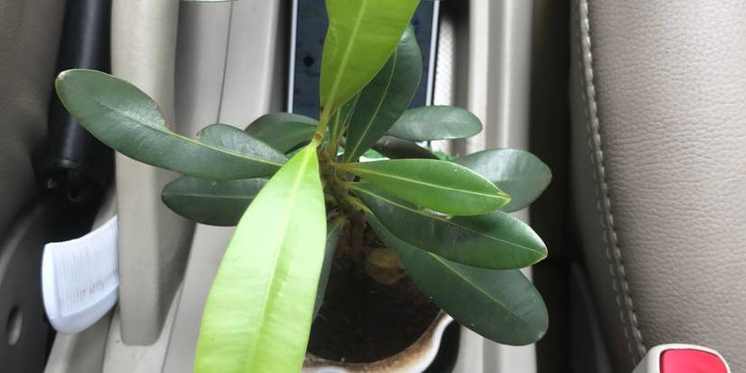 Add Small Plants to Your Car for a Greener Commute