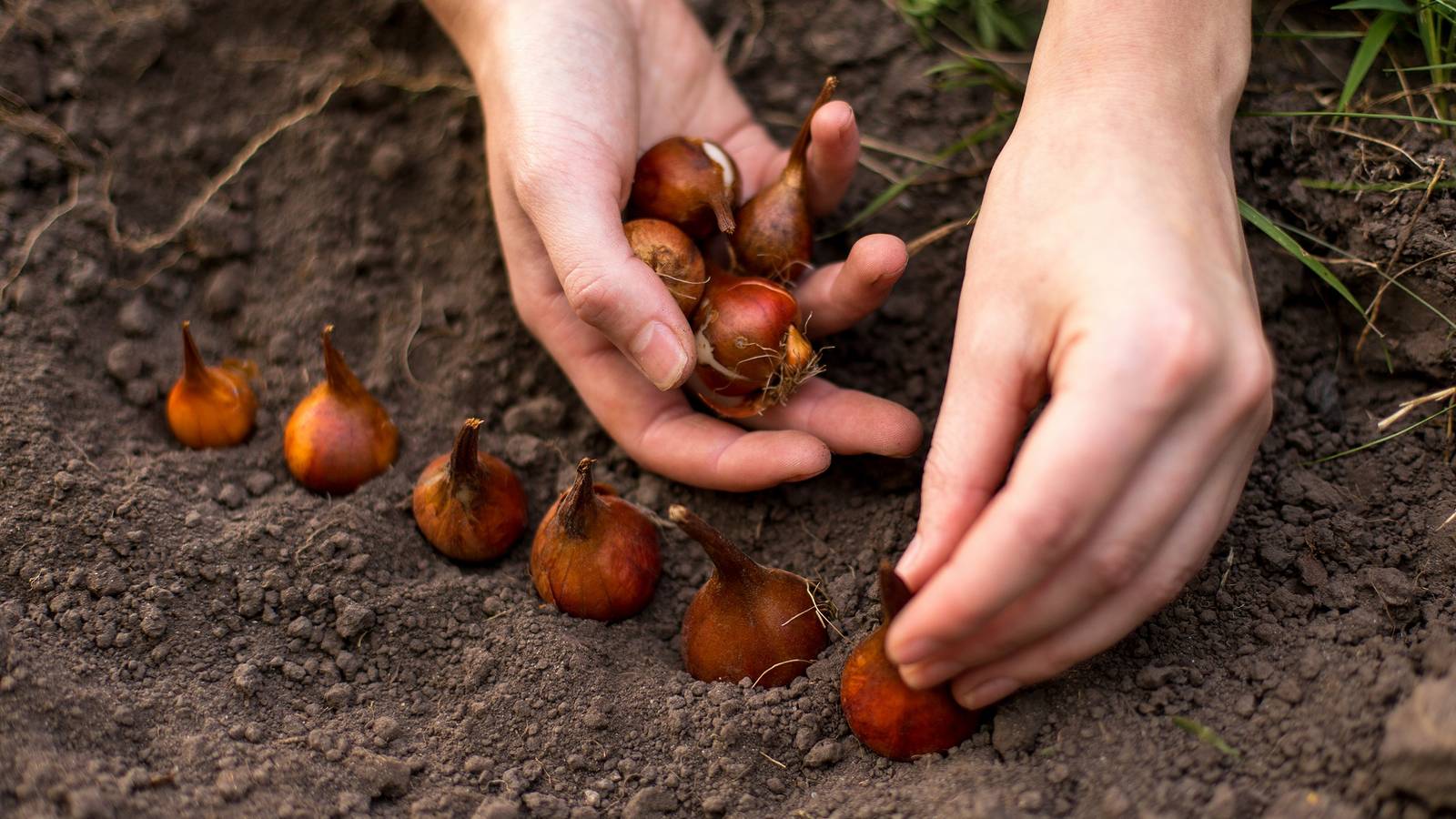 From Frost to Flowers: The Ultimate Winter Bulb Planting Guide