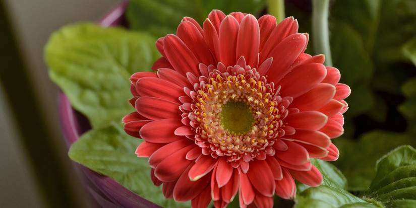 Grow The Pretty Gerbera Flower Indoors and Out