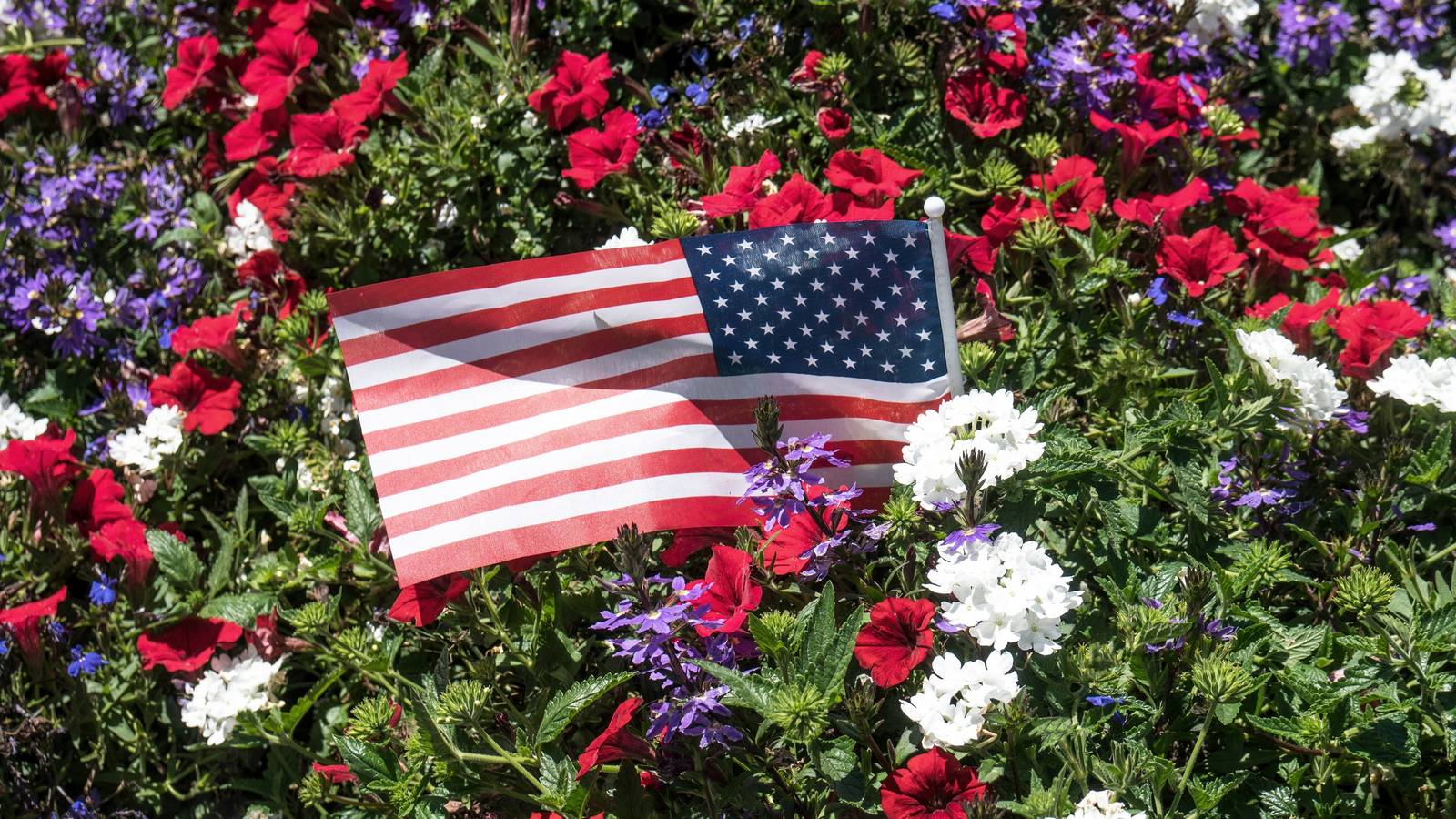 Flower Meanings and How They Impacted Politics