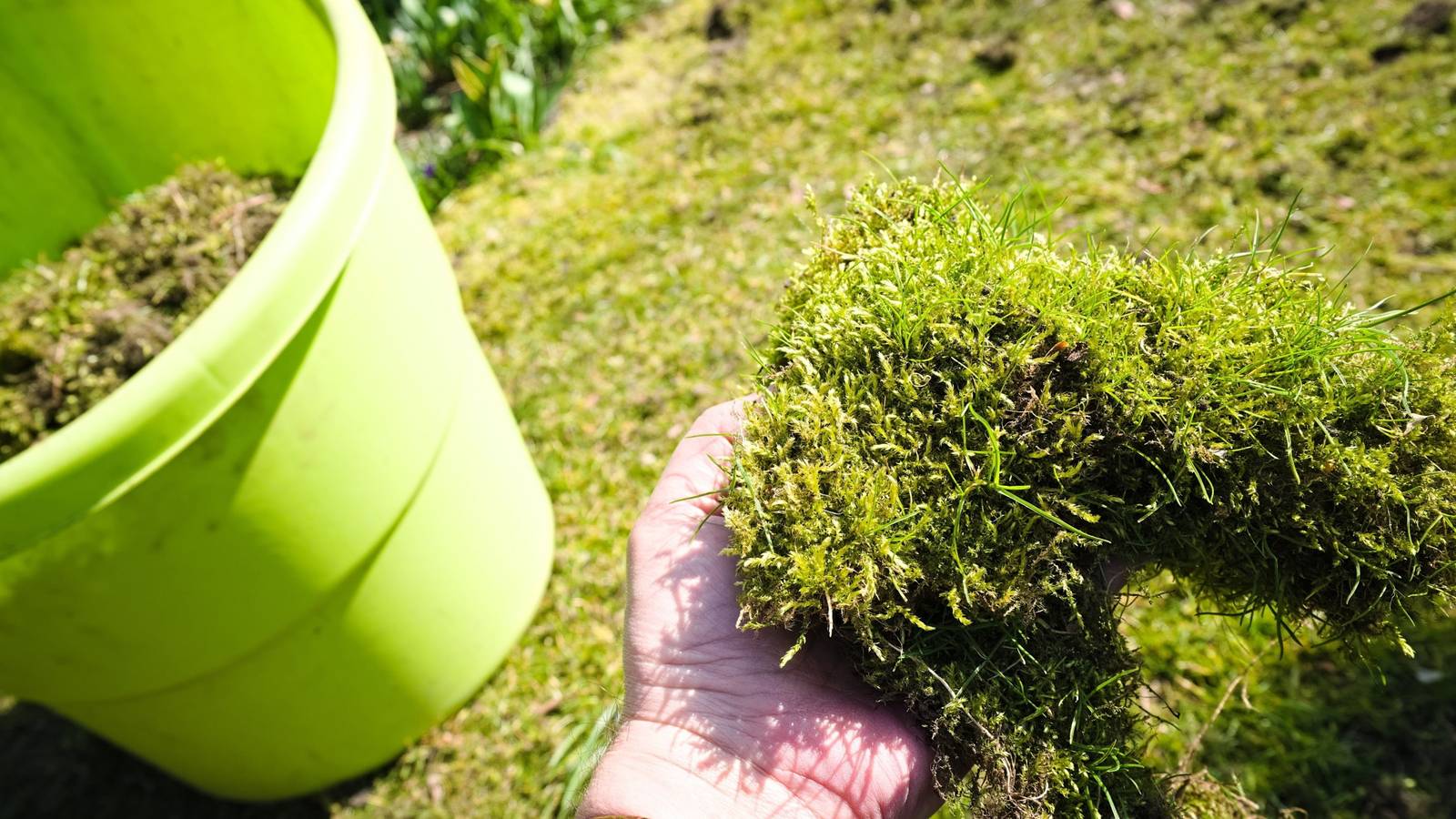 Lawn Moss: How To Prevent This Nuisance With Proper Lawn Care