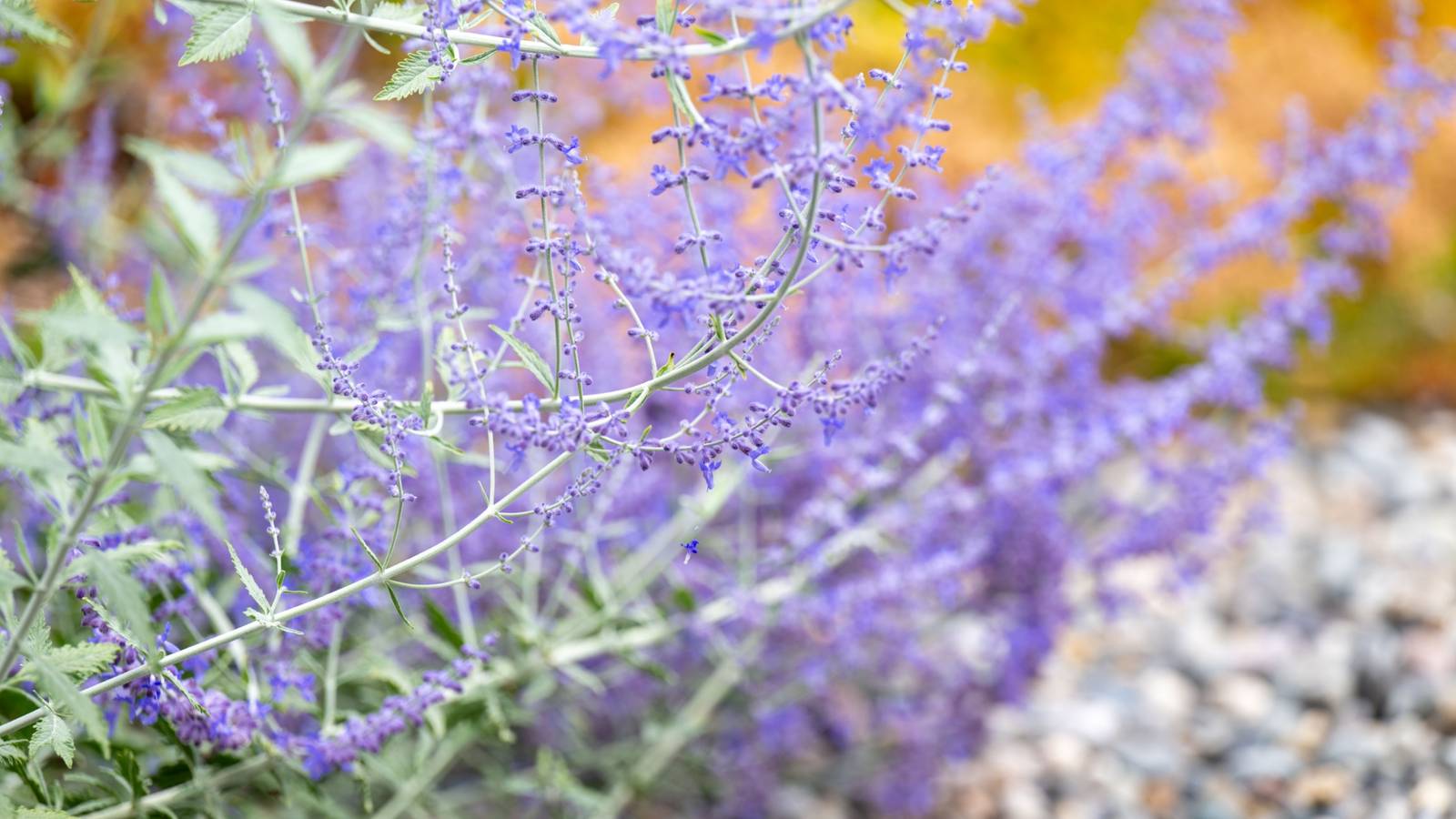 Building a Resilient Landscape: Top Plants for Surviving an Apocalypse