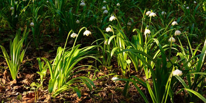 Plant These Flowers in Fall For a Glorious Spring Garden