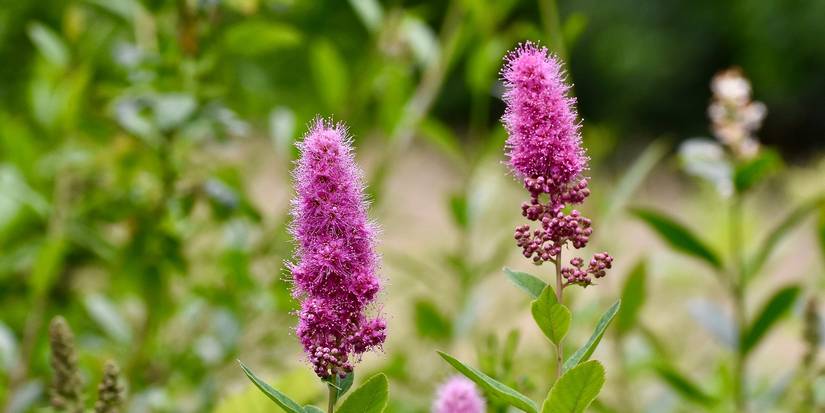 Plant These Shrubs in Late Fall