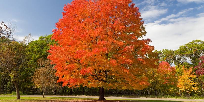 Maple Trees Have Brilliant Fall Colors For Your Backyard