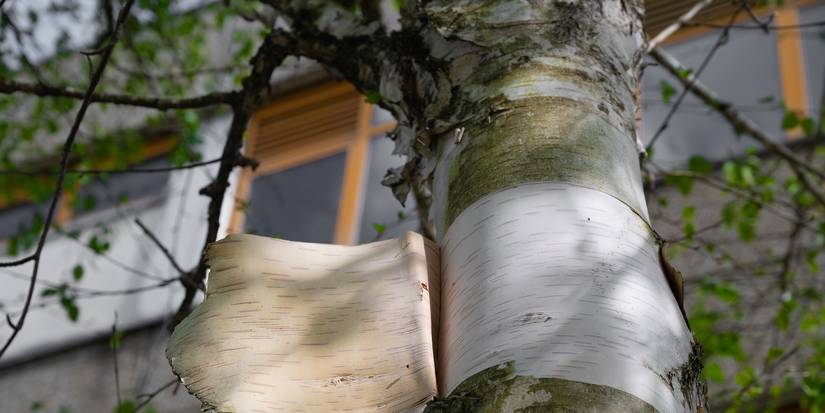 Crafting Unique Flavors: Making Tea With Tree Bark