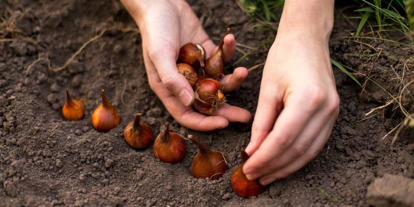 From Frost to Flowers: The Ultimate Winter Bulb Planting Guide