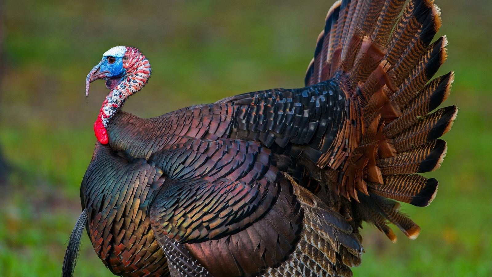 Flowers and Plants Named After the Thanksgiving Turkey