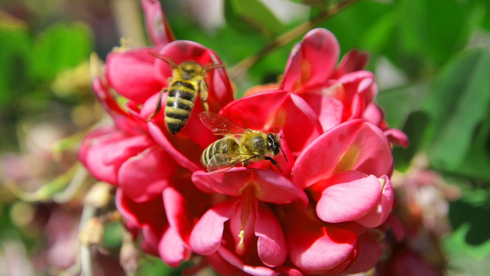 The Buzz About Robotic Bees: A Modern Solution for Pollination