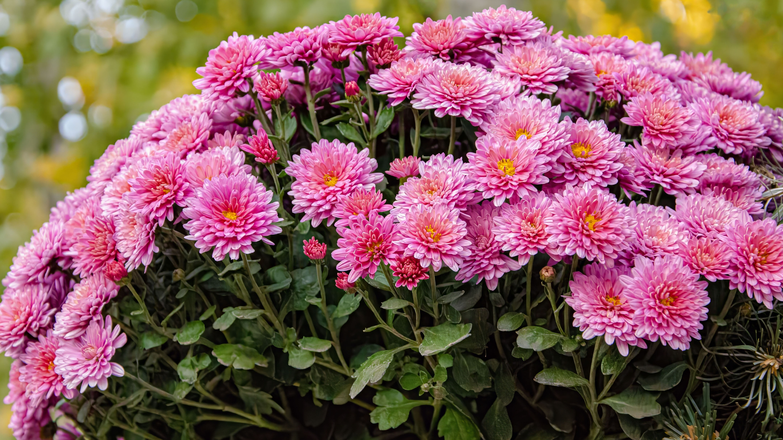 Two Special Flowers That Represent Those Born in November