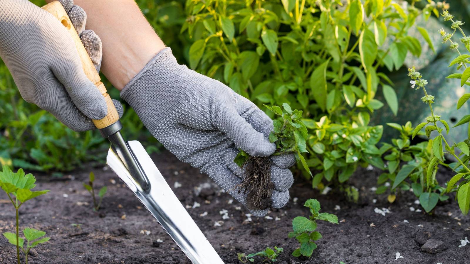 Essential Tips for Cleaning Vegetable Garden Beds