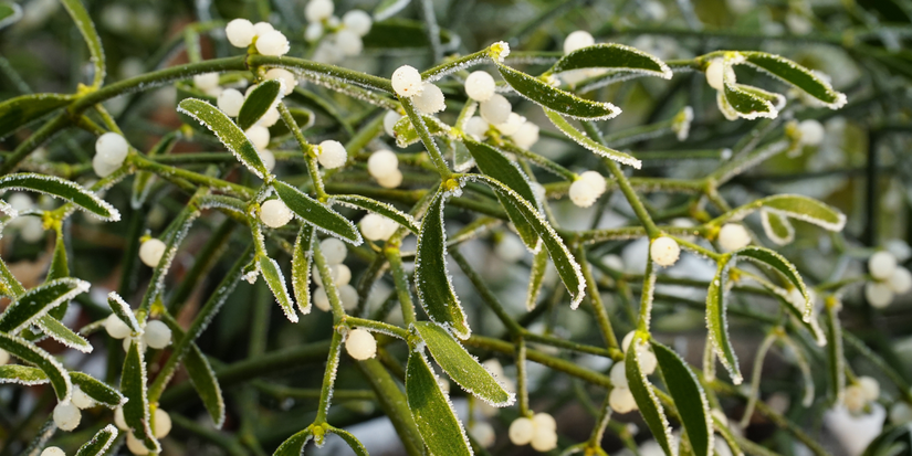 6 Beautiful Berry Bushes to Feature in Your Christmas Decorations