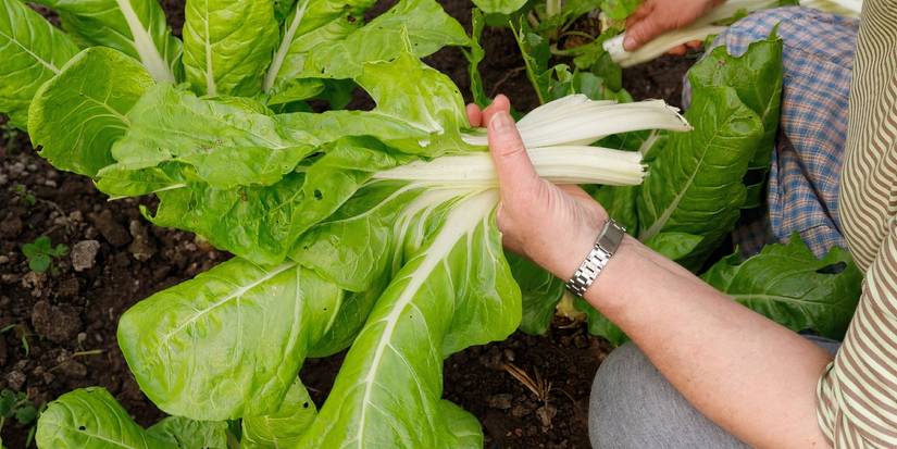 Late Fall Harvest: 7 Vegetables You Can Still Enjoy in November