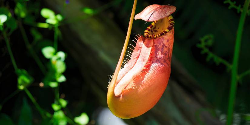 Venus Fly Traps and Pitcher Plants: How to Grow Carnivorous Plants